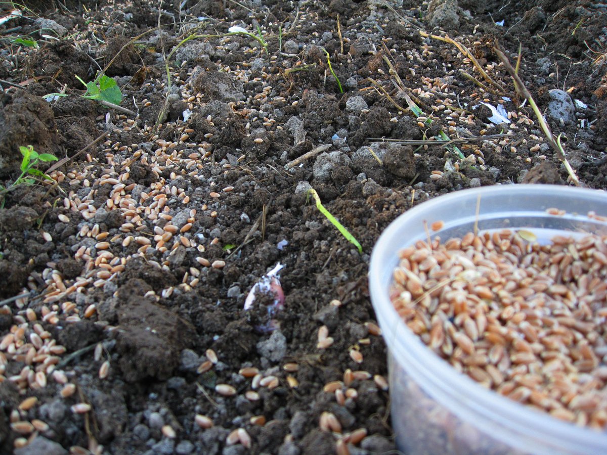 Scattered wheat cover crop. - Good Earth Design