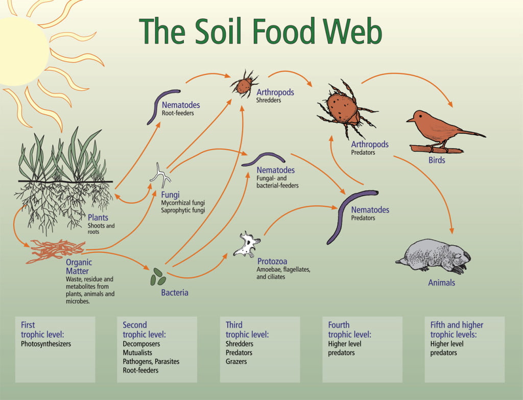 The Soil Food Web - Good Earth Design